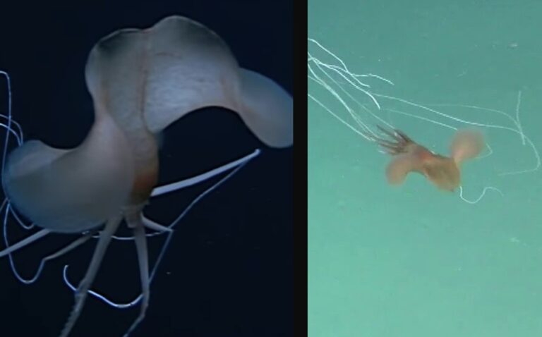 Captan en video increíbles calamares gigantes desde las aguas profundas ...