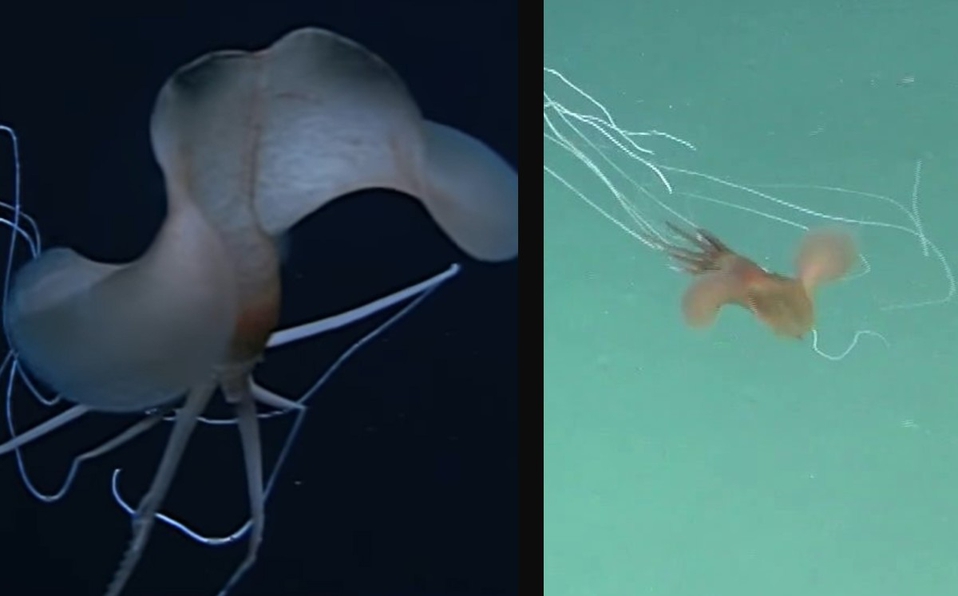 Captan en video increíbles calamares gigantes desde las aguas profundas ...